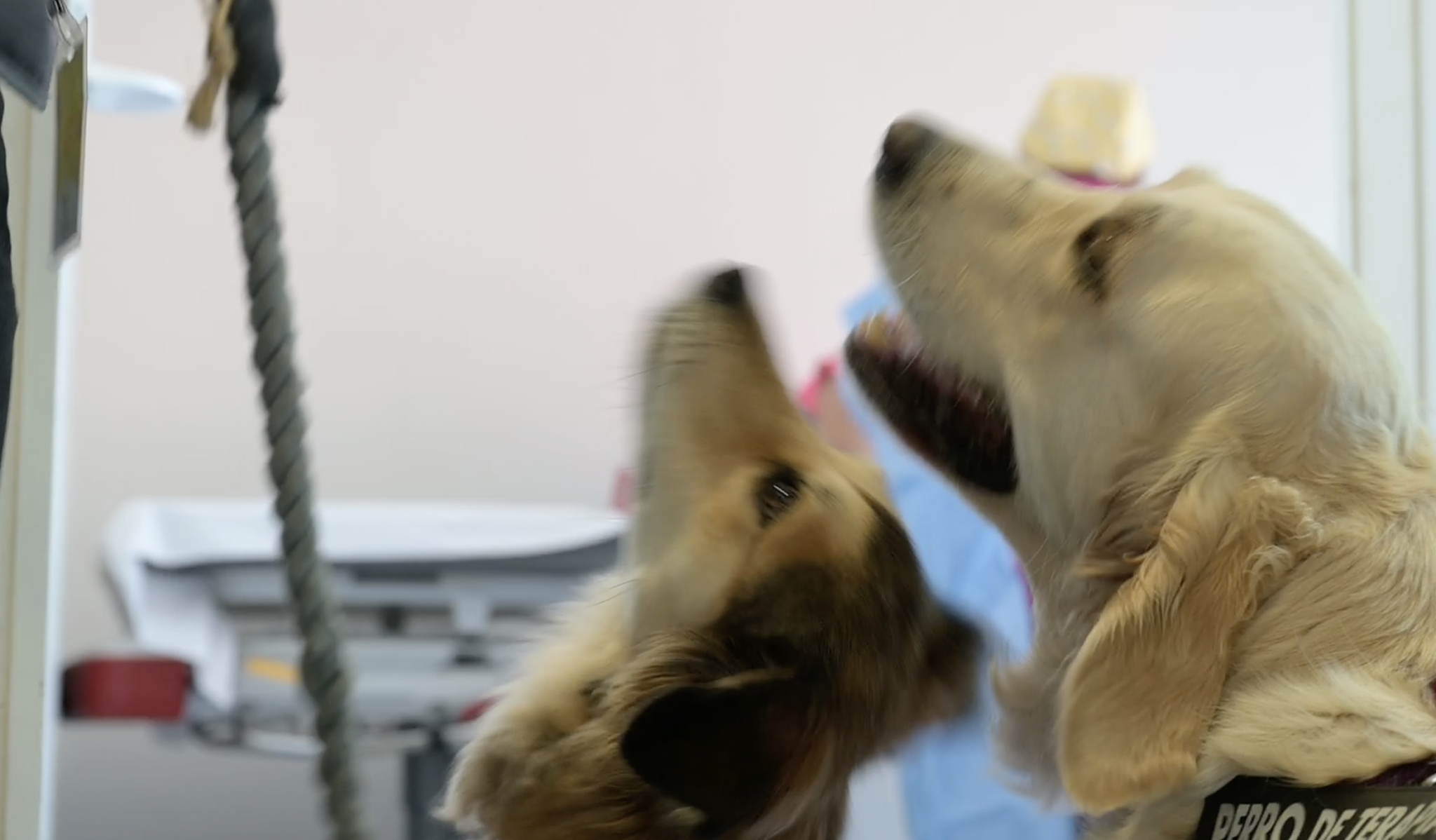 Perros de asistencia para niños y niñas con autismo - Teletón México